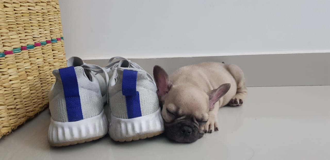 El drama de nuestro perro Monchis » Al Poniente