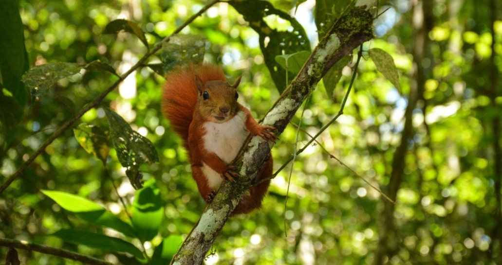 Con la liberación 43 animales de la fauna silvestre, ya son 2300 ...