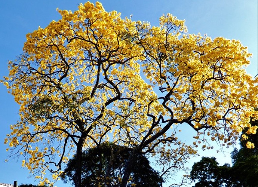 De un guayacán florecido » Al Poniente
